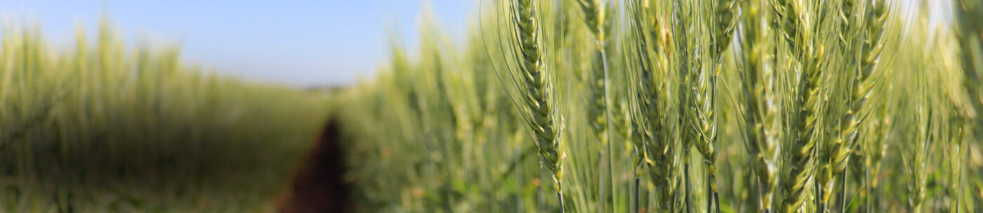 Crop nutrient management research roundup - Manitoba Crop Alliance