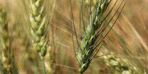 Wheat - Manitoba Crop Alliance