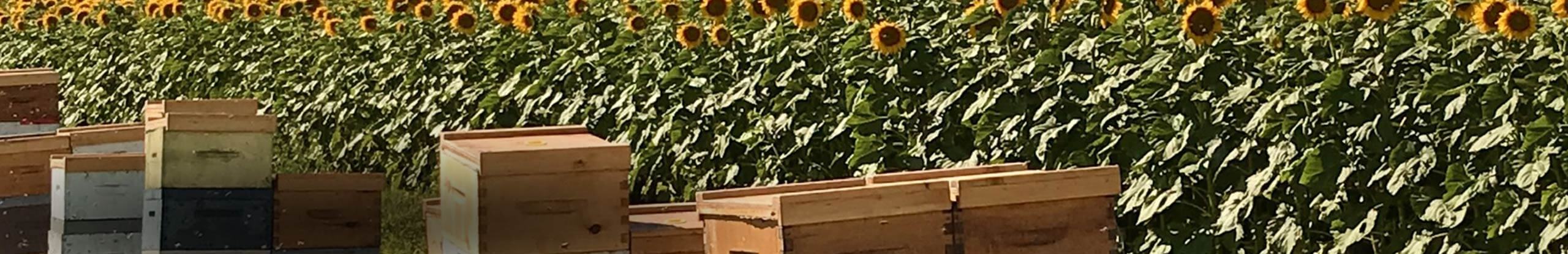 Supporting a Strong and Prosperous Honey Bee Industry in Manitoba ...