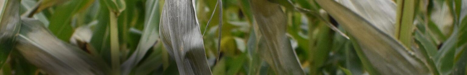 Frost: When is Corn "Safe"? - Manitoba Crop Alliance