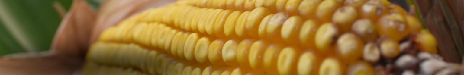 Estimating Yield in Grain Corn - Manitoba Crop Alliance