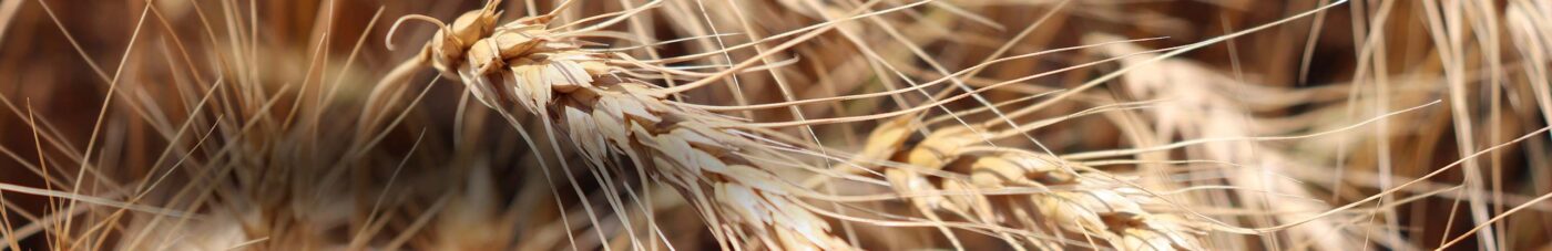 Identifying Fusarium Head Blight Symptoms in Spring Wheat – Manitoba ...