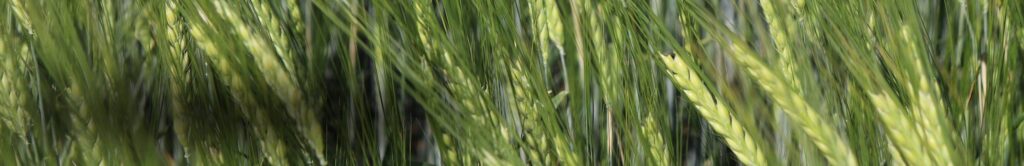 Identifying heading and flowering growth stages in wheat and barley for ...