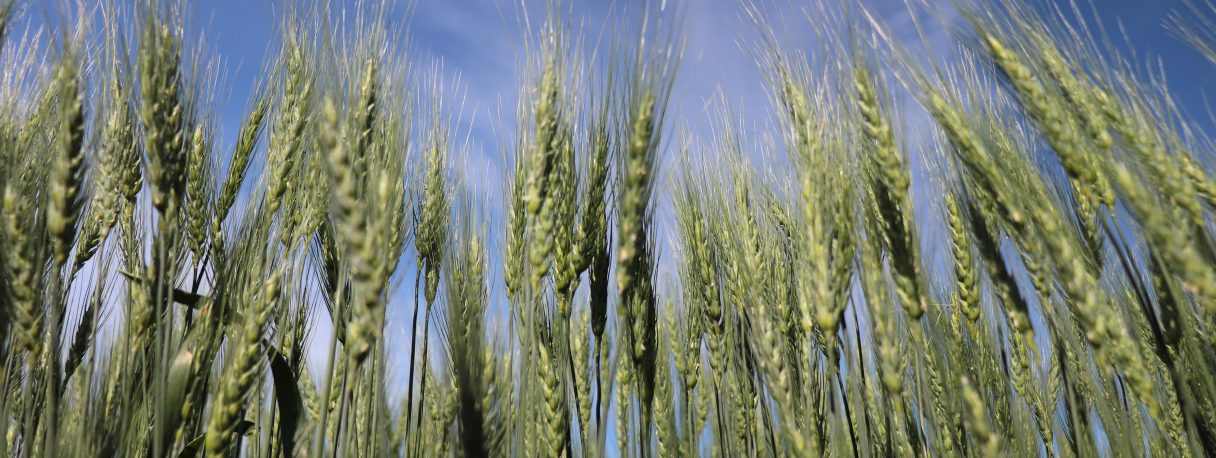 MCA delegate represents Canadian farmers internationally on Cereals ...