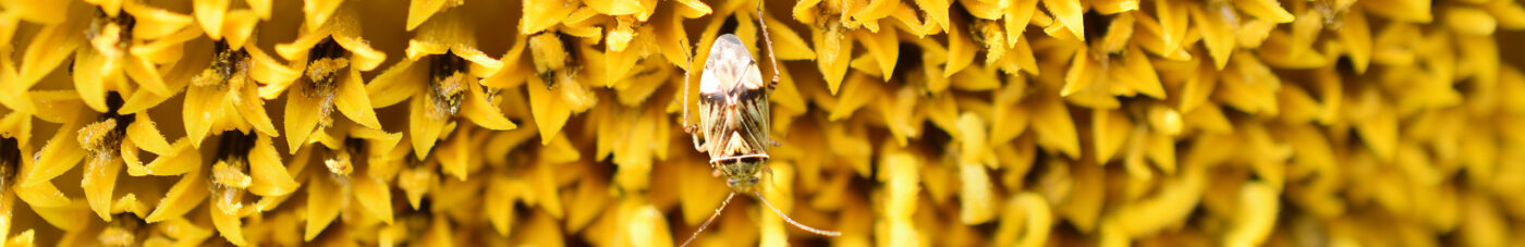 Carbine Insecticide – Emergency Use Registration Approved for Use on ...