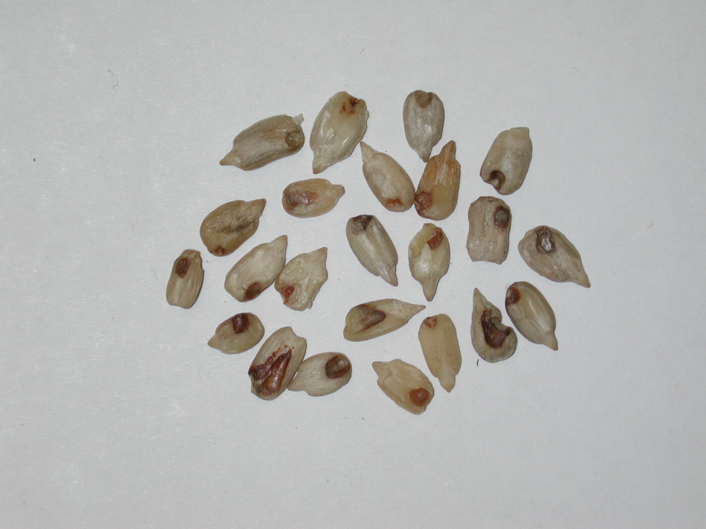 Carbine Insecticide – Emergency Use Registration Approved for Use on ...