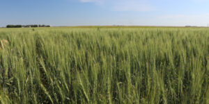 Wheat - Manitoba Crop Alliance