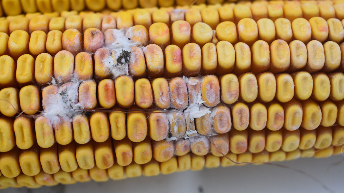 Corn Facts: Drought and Harvest 2023 - Manitoba Crop Alliance