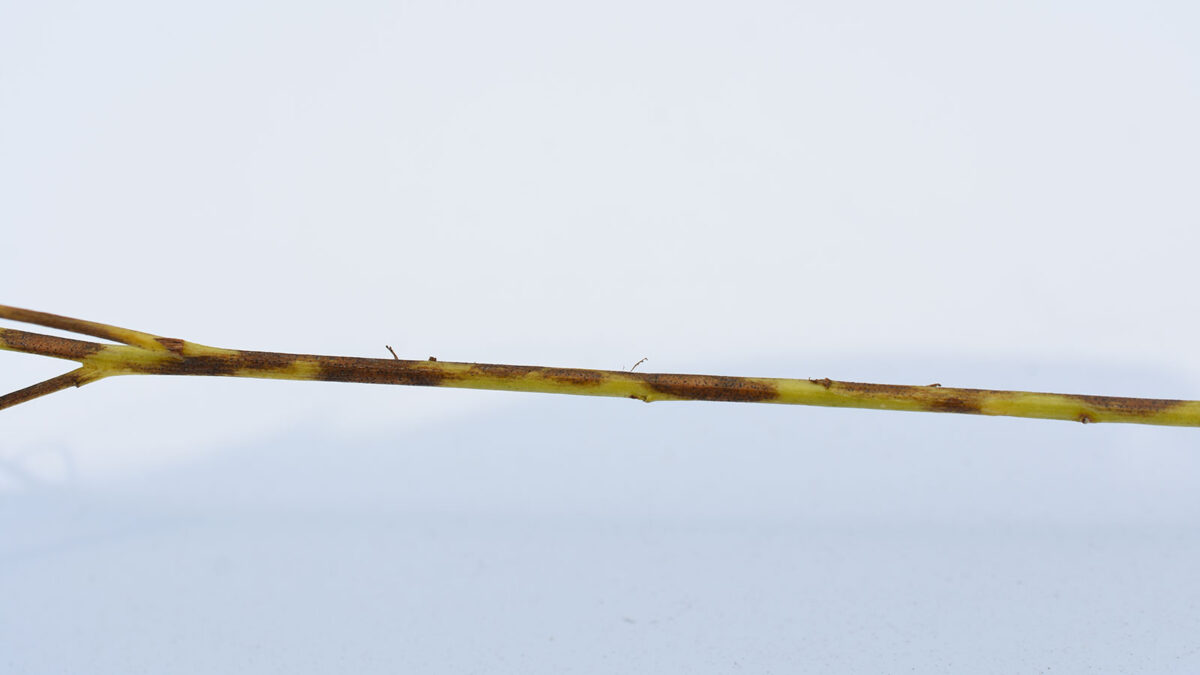 Flax Diseases: A 2025 Overview - Manitoba Crop Alliance