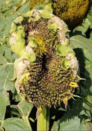 Manitoba Farmers Participate in 2023 NSA Sunflower Survey – Manitoba ...