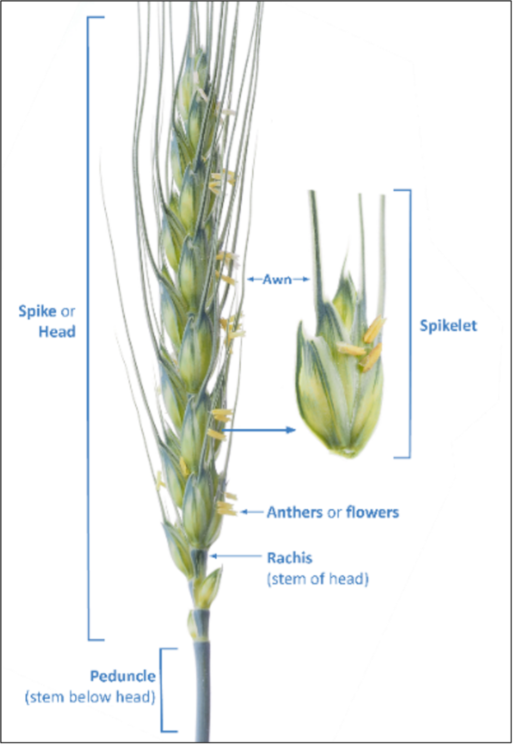 Identifying Fusarium Head Blight Symptoms in Spring Wheat – Manitoba ...