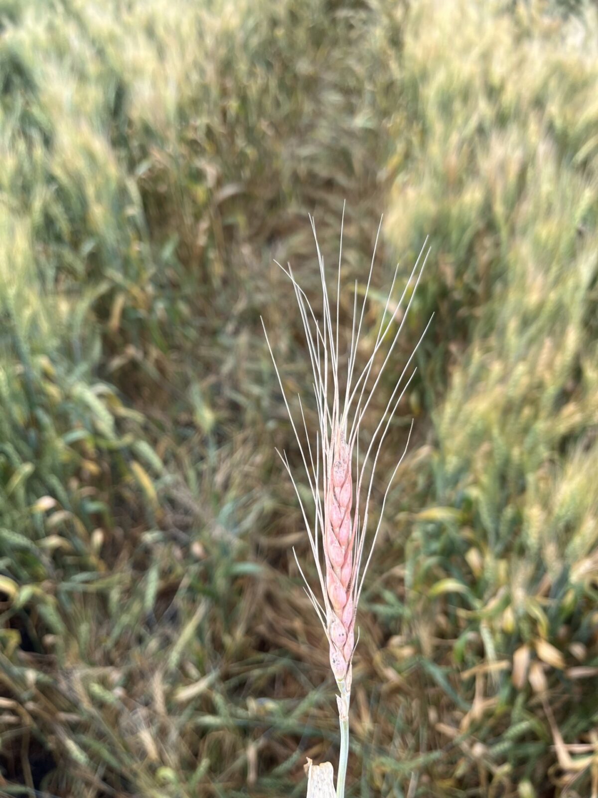 Identifying Fusarium Head Blight Symptoms in Spring Wheat - Manitoba ...